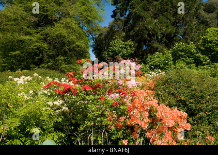 Azaleas at Castle Kennedy gardens nr Stranraer Dumfries & Galloway ...