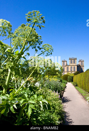 Flowers and bess in the garden Stock Photo - Alamy