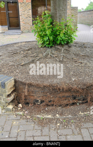 Root of tree growing and damage brick block walkway. Damaged sections ...