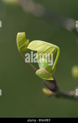 Emerging Liriodendron tulipifera (Tulip Tree) flower with green leaves ...