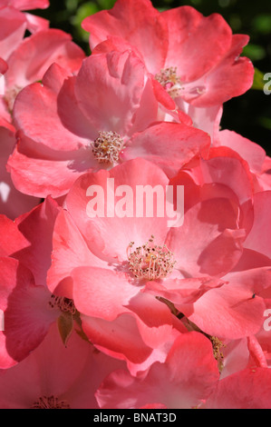 Rosa Complicata,Rose Complicata,pink flowers,wild rose,gallica shrub ...