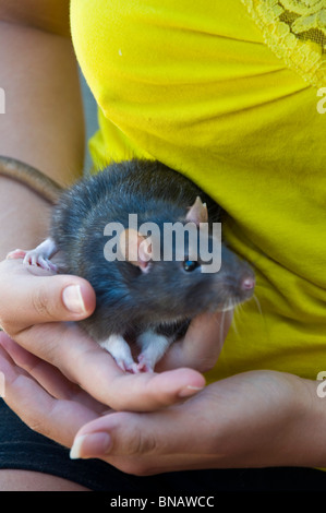Giant Brown Cute Pet Rat Stock Photo - Alamy