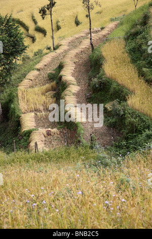 Green rice fields, Sikkim, India Stock Photo - Alamy