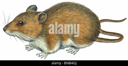 Marsh Rice Rat Oryzomys palustris Brownsville Cameron County Texas ...