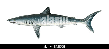 Mako Shortfin, Mako Shark (Isurus oxyrinchus), drawing Stock Photo - Alamy