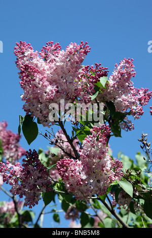 Deciduous flowering shrub Syringa vulgaris known as Lilac blooming ...
