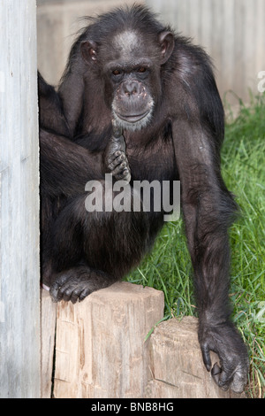 Chimpanzee sitting down Stock Photo - Alamy