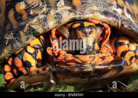 Eastern box turtle inside shell face close up Stock Photo - Alamy