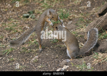 2 Grey Squirrels fighting over food in Oxon UK Stock Photo - Alamy