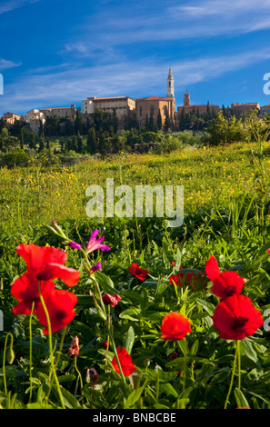 Field of poppies and wild flowers Pienza in background Tuscany Italy ...
