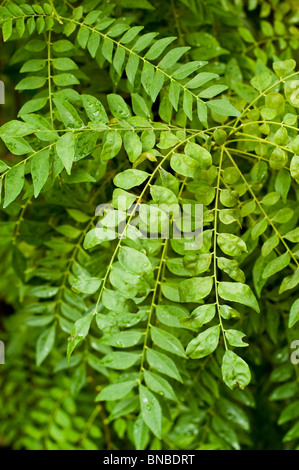 Curry tree (Bergera koenigii, Murraya koenigii, sweet neem, curry ...
