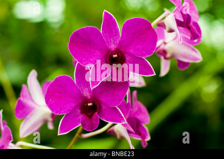 Dendrobium Pompadour flowers Stock Photo - Alamy
