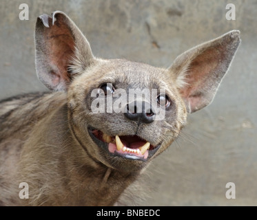 face, portrait, ears, scavenger, hyaena, hyena, predator, bandit ...
