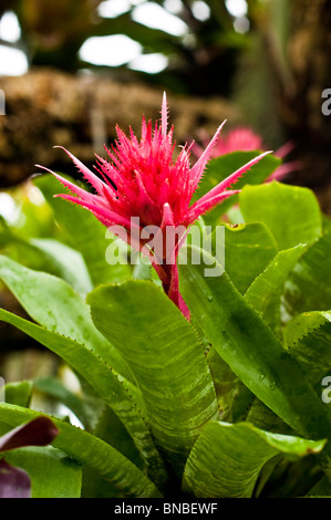 Close-up of a bromeliad rosette with pink-edged, sword-shaped green ...
