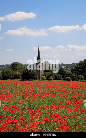 Poppy field Kent England UK Stock Photo - Alamy
