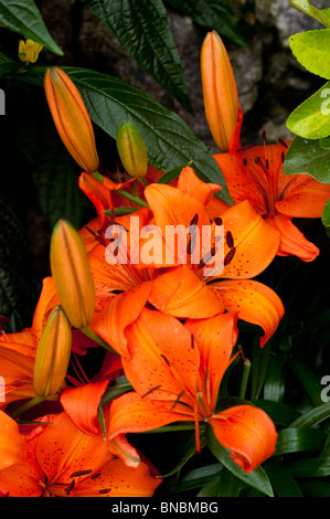 LILIUM ORANGE PIXIE Stock Photo - Alamy