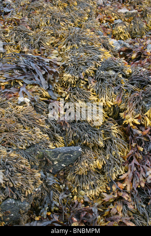 Channelled wrack (Pelvetia canaliculata), a brown seaweed, UK Stock ...