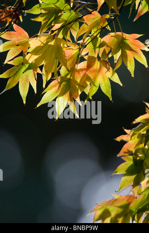 Backlit autumn-coloured leaf Stock Photo - Alamy