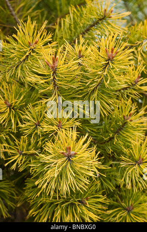 PINUS SYLVESTRIS AUREA GOLDEN SCOTS PINE AT RHS ROSEMOOR DEVON Stock ...