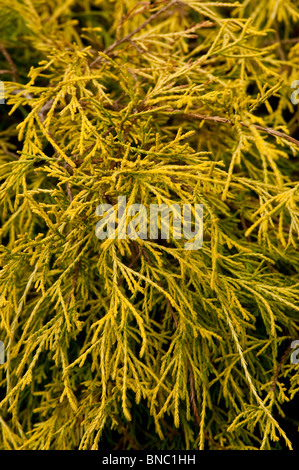 Chamaecyparis pisifera Lemon Thread, False Cypress, Sawara ...