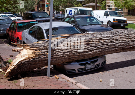 A tree fell on a car during a hurricane. Broken tree on a car close-up ...