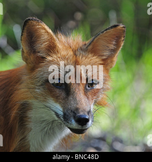 Portrait of Red Fox (Vulpes vulpes) with leaves in foreground. Germany ...