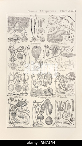 Botanical print from Manual of Botany of the Northern United States ...