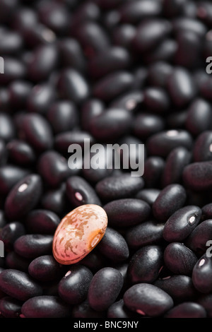 One pinto bean among many black beans Stock Photo - Alamy