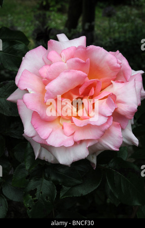 Pink rose with fully open blooming petals next to two closed flower ...