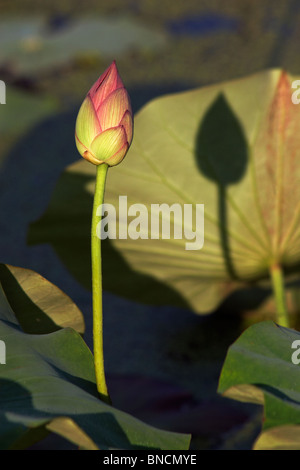 A single unopened lotus flower bloom against a green background in a ...