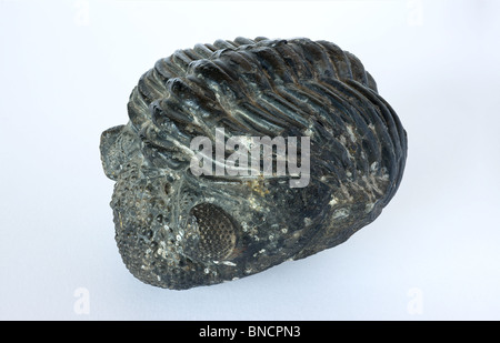 Curled up fossil Phacops trilobite Stock Photo - Alamy