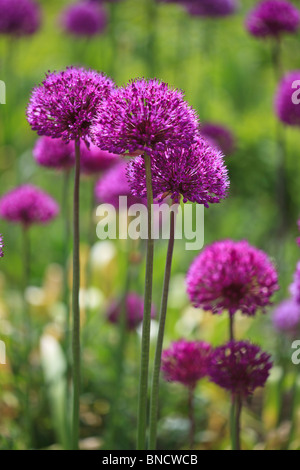 Purple Allium flowers in full bloom, Trondheim, Norway Stock Photo - Alamy