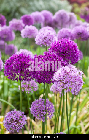 Allium flowers in full bloom showing the detail of the seed head in the ...