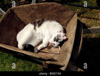 Young domestic cat in a wheelbarrow Stock Photo - Alamy