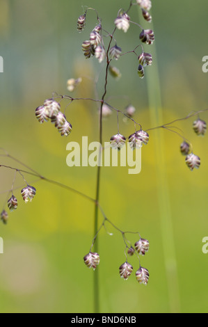 Common Quaking Grass; Briza media; or totter grass; Brecon Beacons ...