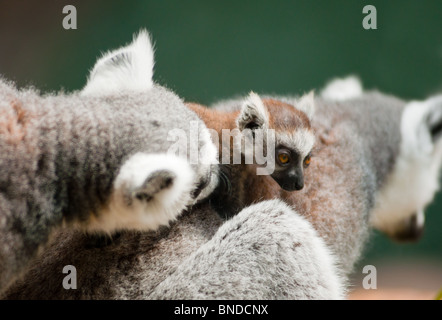A group of Ring-tailed Lemurs (Lemur catta) sleeping in a huddle at ...