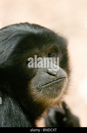 Close-up of a black Siamang (Symphalangus syndactylus), Miami, Miami ...