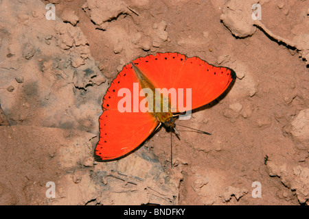 Western Red Glider Butterfly Cymothoe mabillei Nymphalidae male in ...
