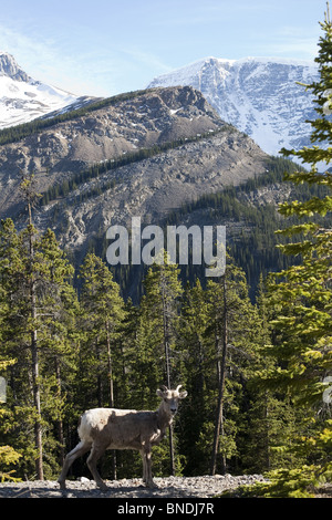 Snow-capped mountains with rocky terrain and icy lake Stock Photo - Alamy