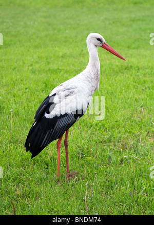 Nature stork bird standing on nest in landscape Stock Photo - Alamy