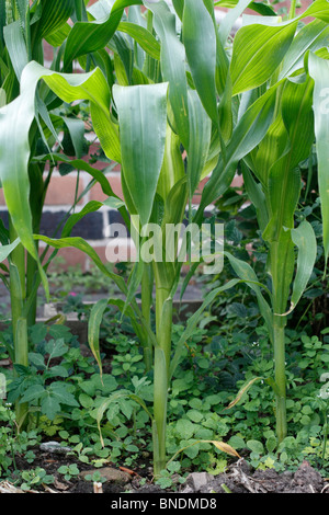 sweet corn, (zea mays), growing in pots in cool greenhouse before ...