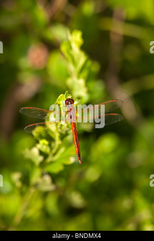 Eastern amberwing dragonfly Stock Photo - Alamy