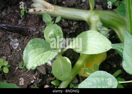 Green Alkanet, Pentaglottis sempervirens, also known as Evergreen ...