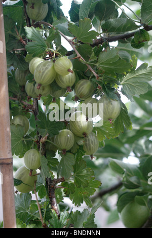 Gooseberry plant, berries and leaves, Ribes grossularia, grown as a ...