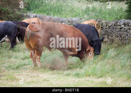 The angry bull Stock Photo - Alamy