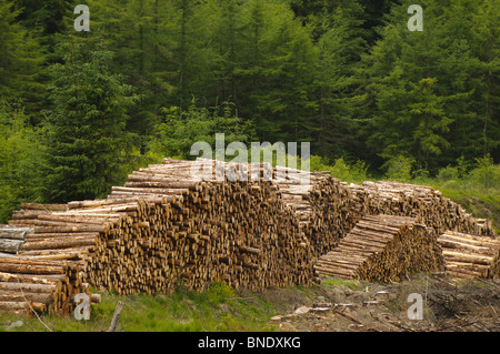 Stacks of cut logs awaiting collection UK Forestry Commission conifer ...