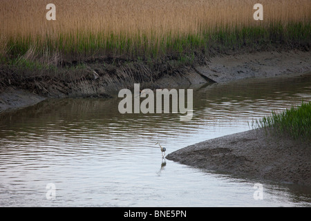 Suncheon Bay wetlands preserve in Jeollanam-do province, South Korea ...