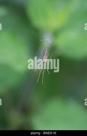 Tetragnatha montana spider Stock Photo - Alamy