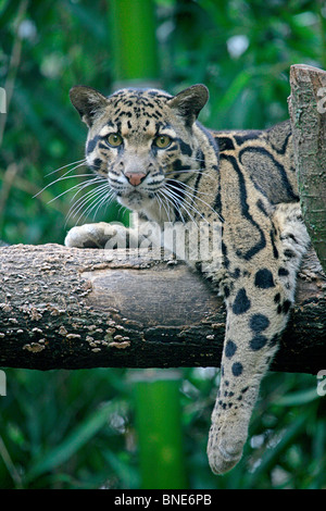 Clouded leopard (Neofelis nebulosa) in a tree, Trishna wildlife ...