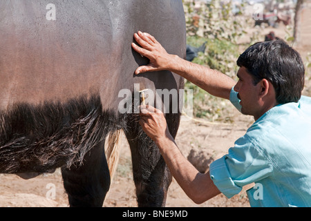 Man shaving a buffalo. Nagaur cattle fair. Rajasthan. India Stock Photo ...